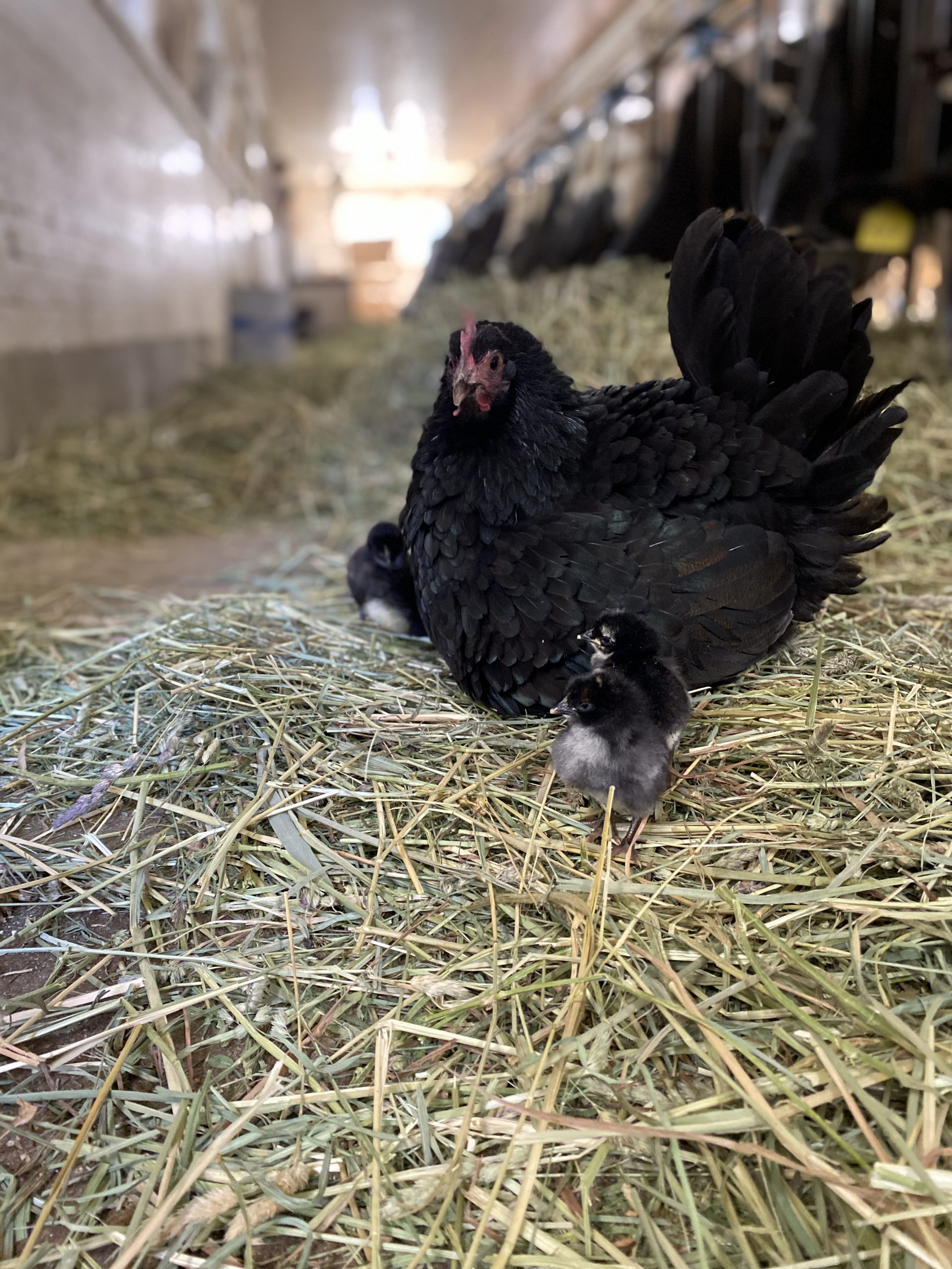 About Us – Brookfield Farm