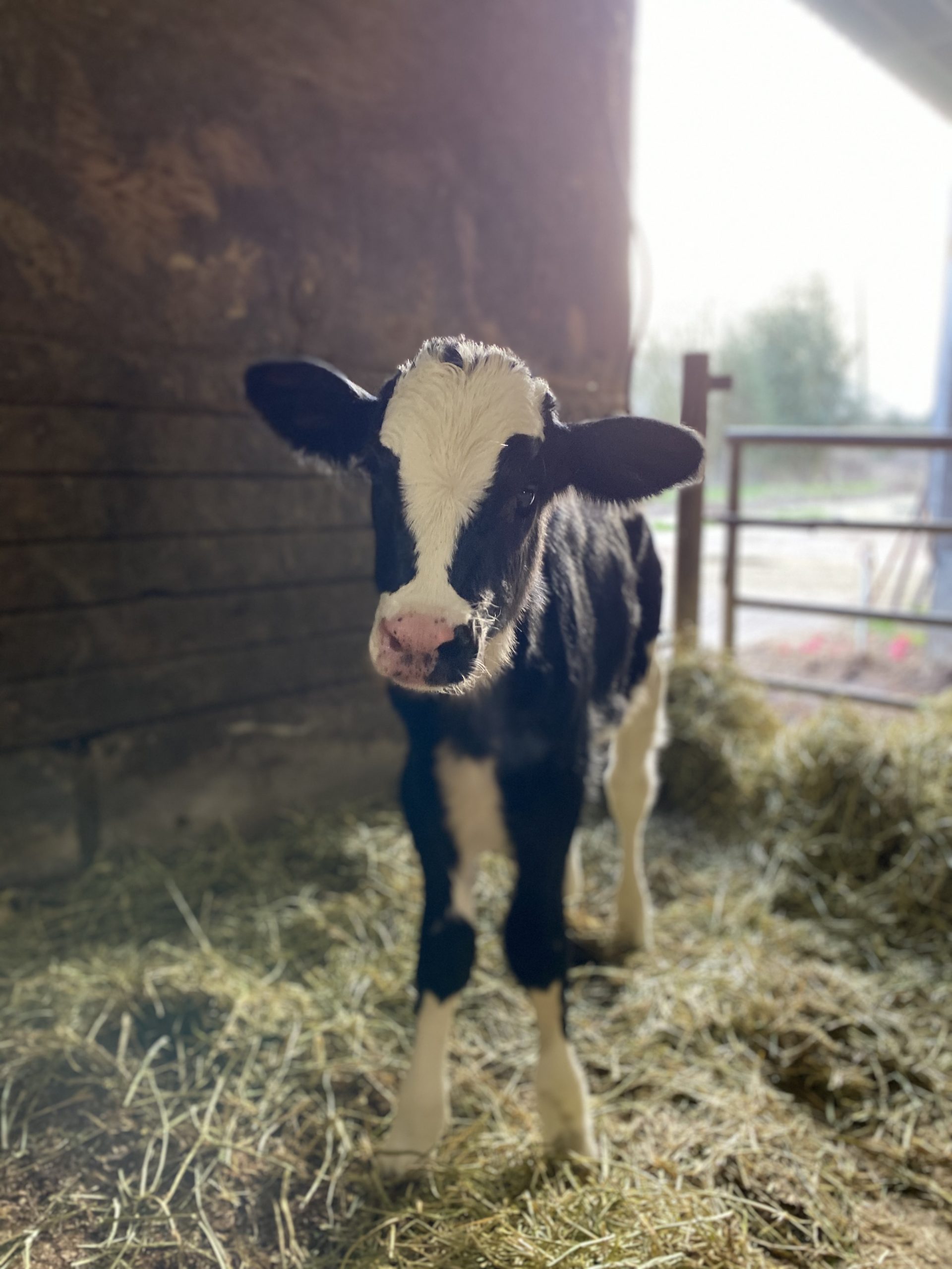 About Us – Brookfield Farm